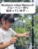 ブルーベリー狩り🫐始まっています👍🏻 | Blueberry valley Maizuruのニュース | まいぷれ[舞鶴・綾部・福知山・宮津 ...