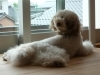 マシュマロ・ドッグ看板犬 MuMuの休日・・・・・・ | MARSHMALLOW・DOG（マシュマロ ドッグ）のニュース | まいぷれ[出雲]
